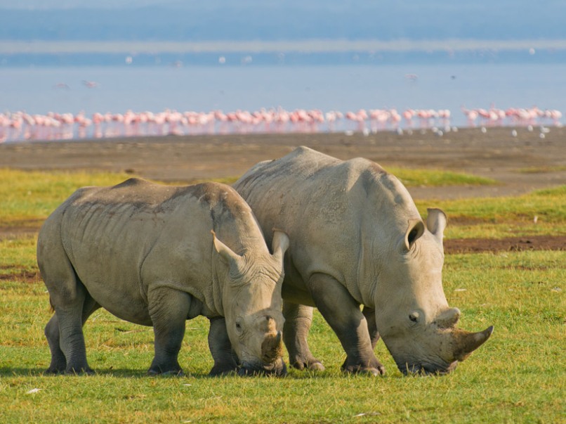 5 Days, 4 Nights Lake Nakuru & Masai Mara Safari | Kenya Adventures